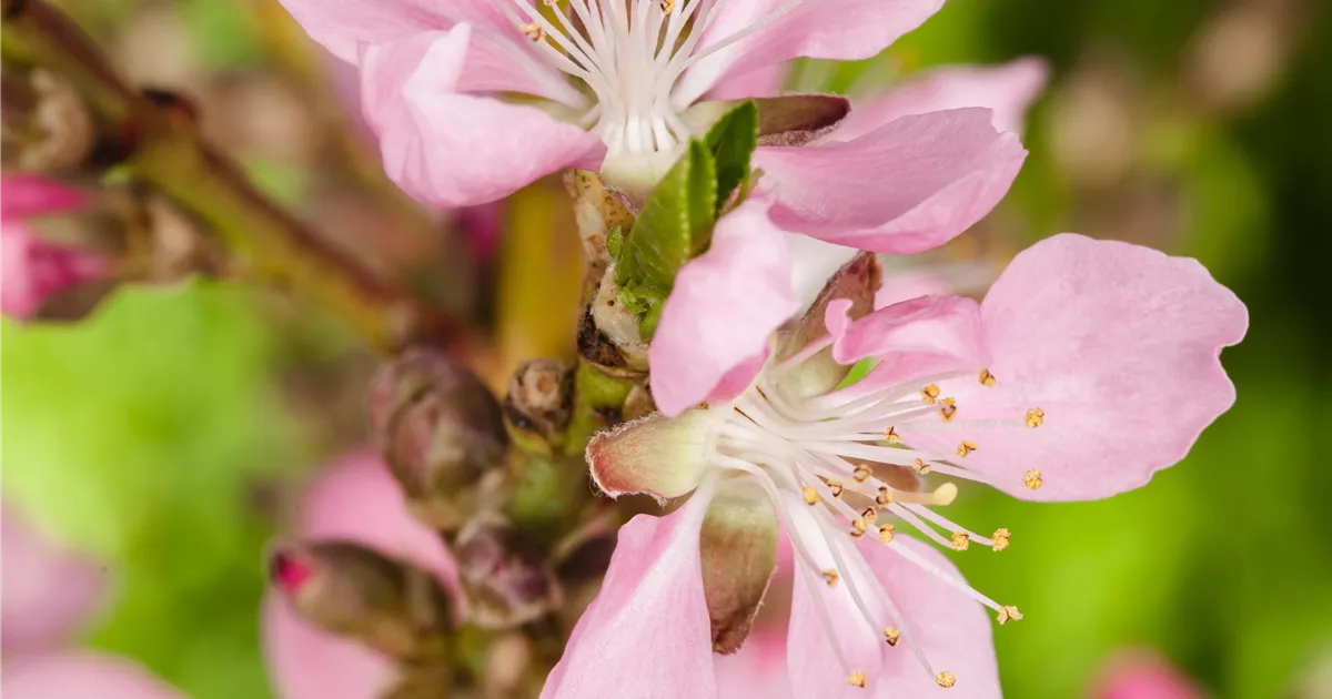 Prunus persica 'Early Red Heaven'
