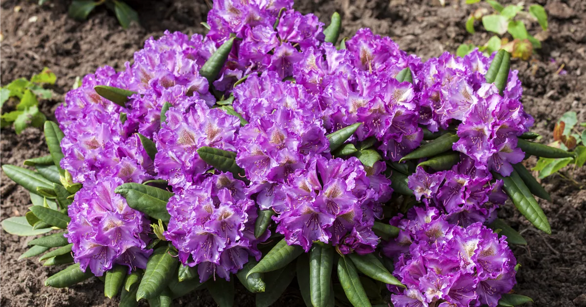 Rhododendron yak.'Bohlken's Lupinenbg.'-R- II